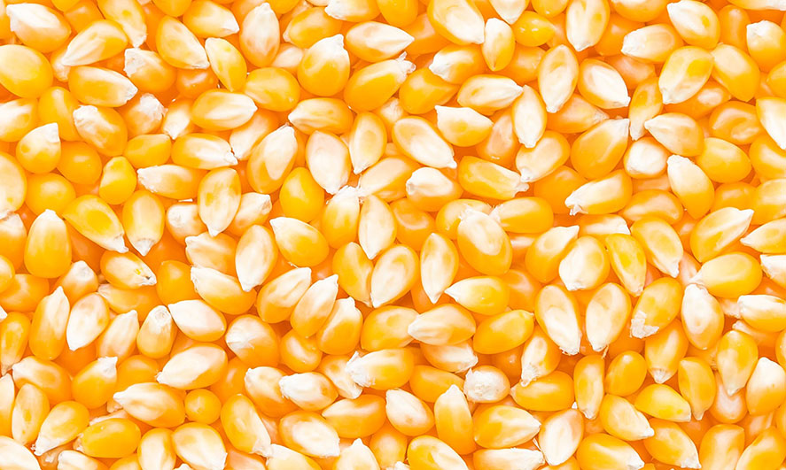 YM Maize - Gritsly Mill